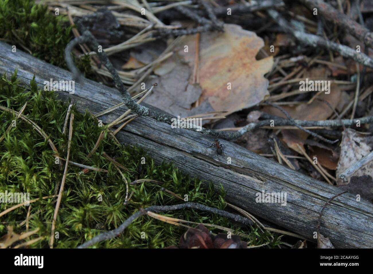 Big wood stick hi-res stock photography and images - Alamy