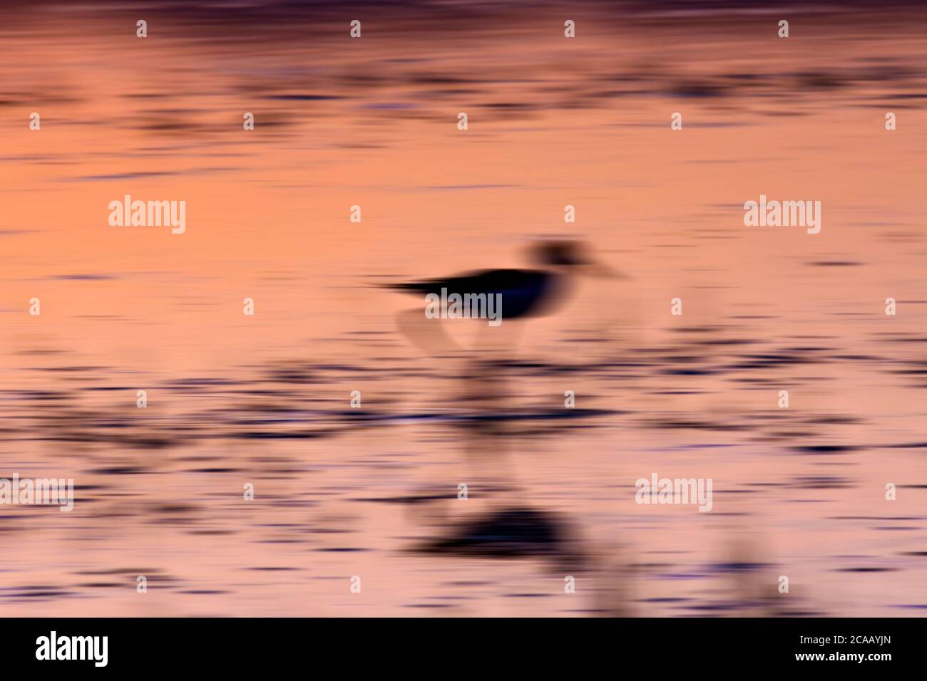 Nature and birds. Abstract nature. Motion blur Background. Blue purple ...