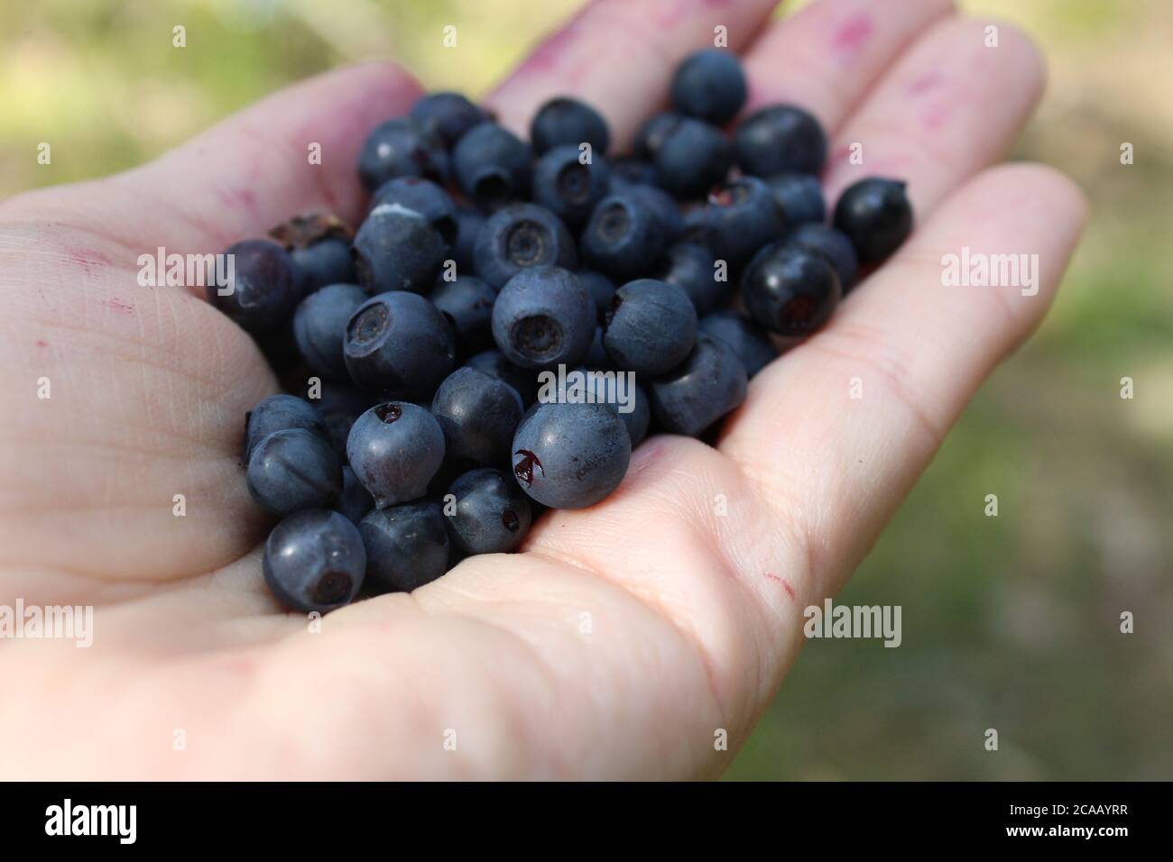 blue forest berries blueberries or blueberries in the hand in the palm ...
