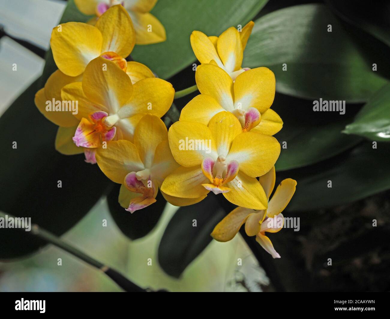 display of exotic tropical orchid flowers with striped vivid yellow ...