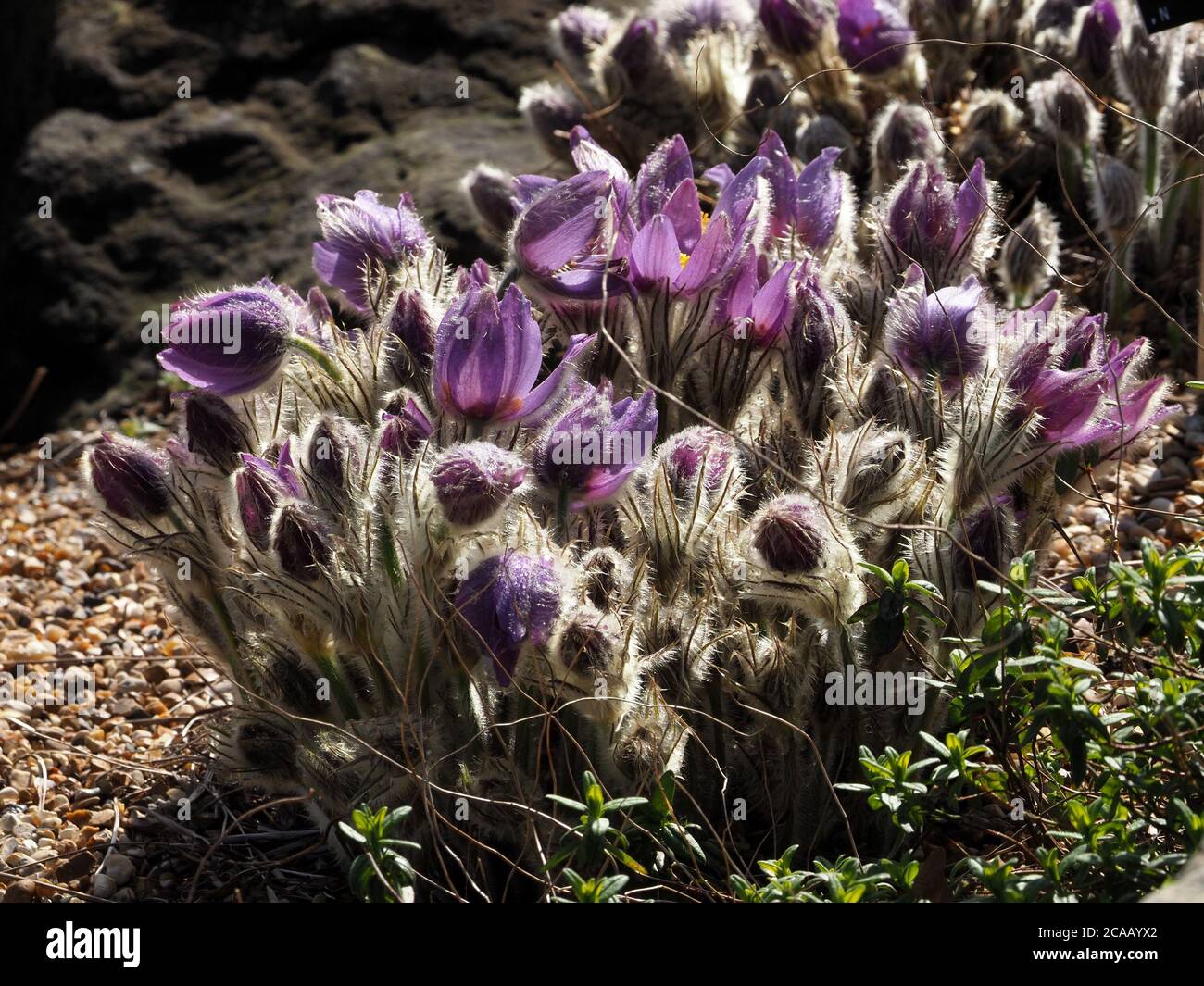 dramatic Spring backlight shines through the radiant petals of blue ...