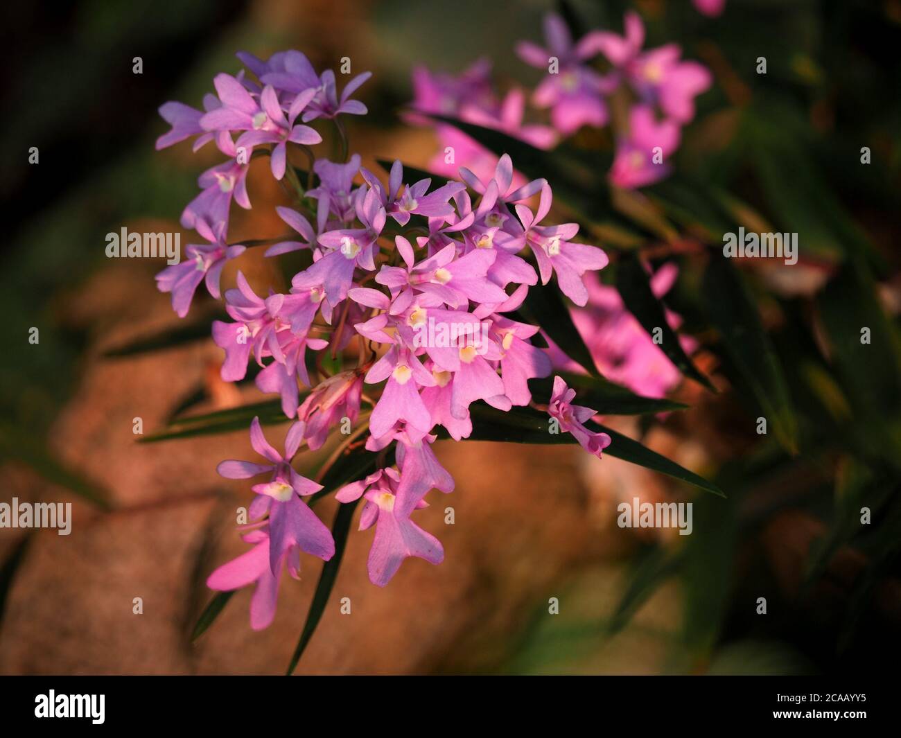 mass of exotic tropical orchid flowers with violet pink sepals & petals ...