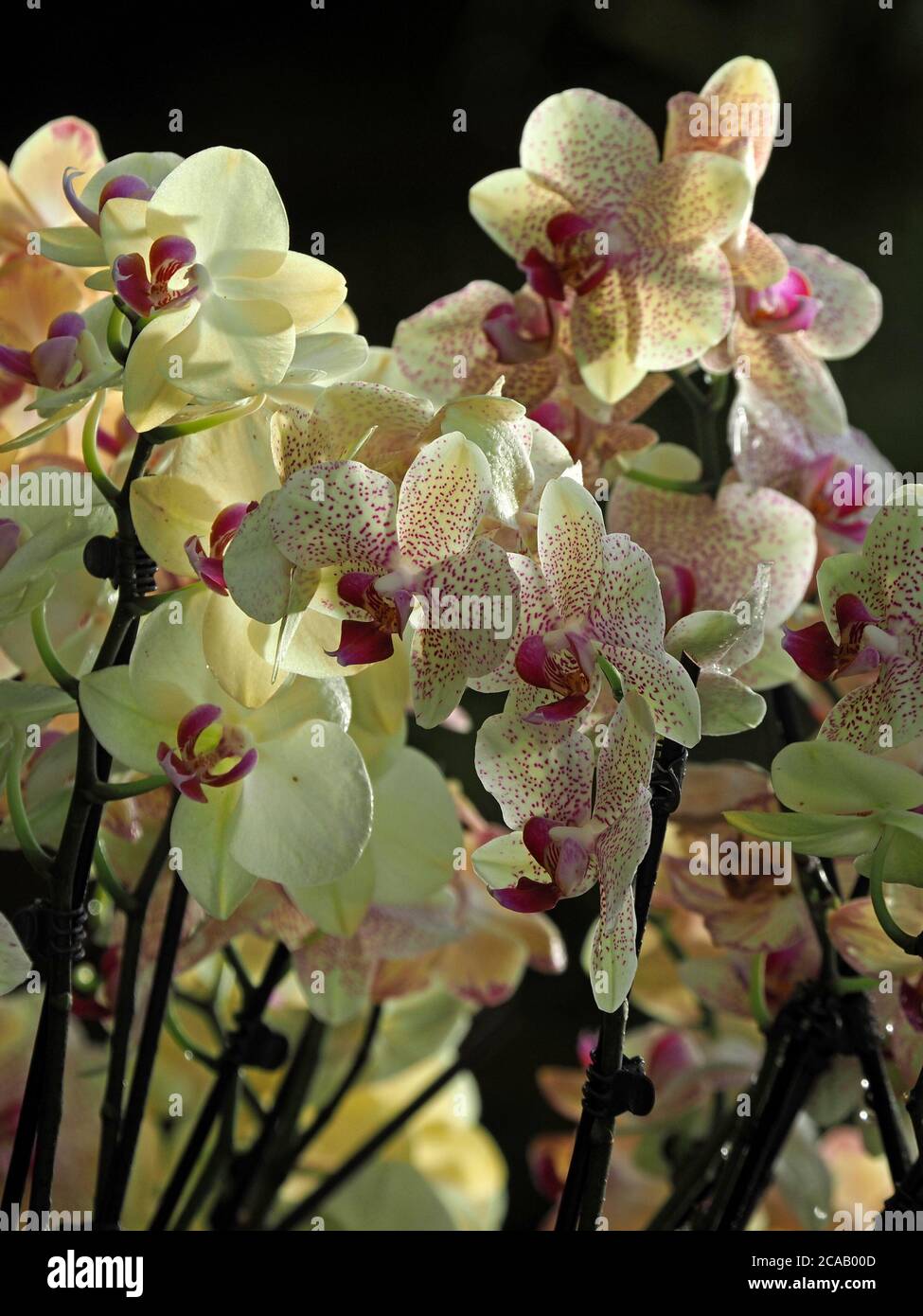 Petal sepal hi-res stock photography and images - Alamy