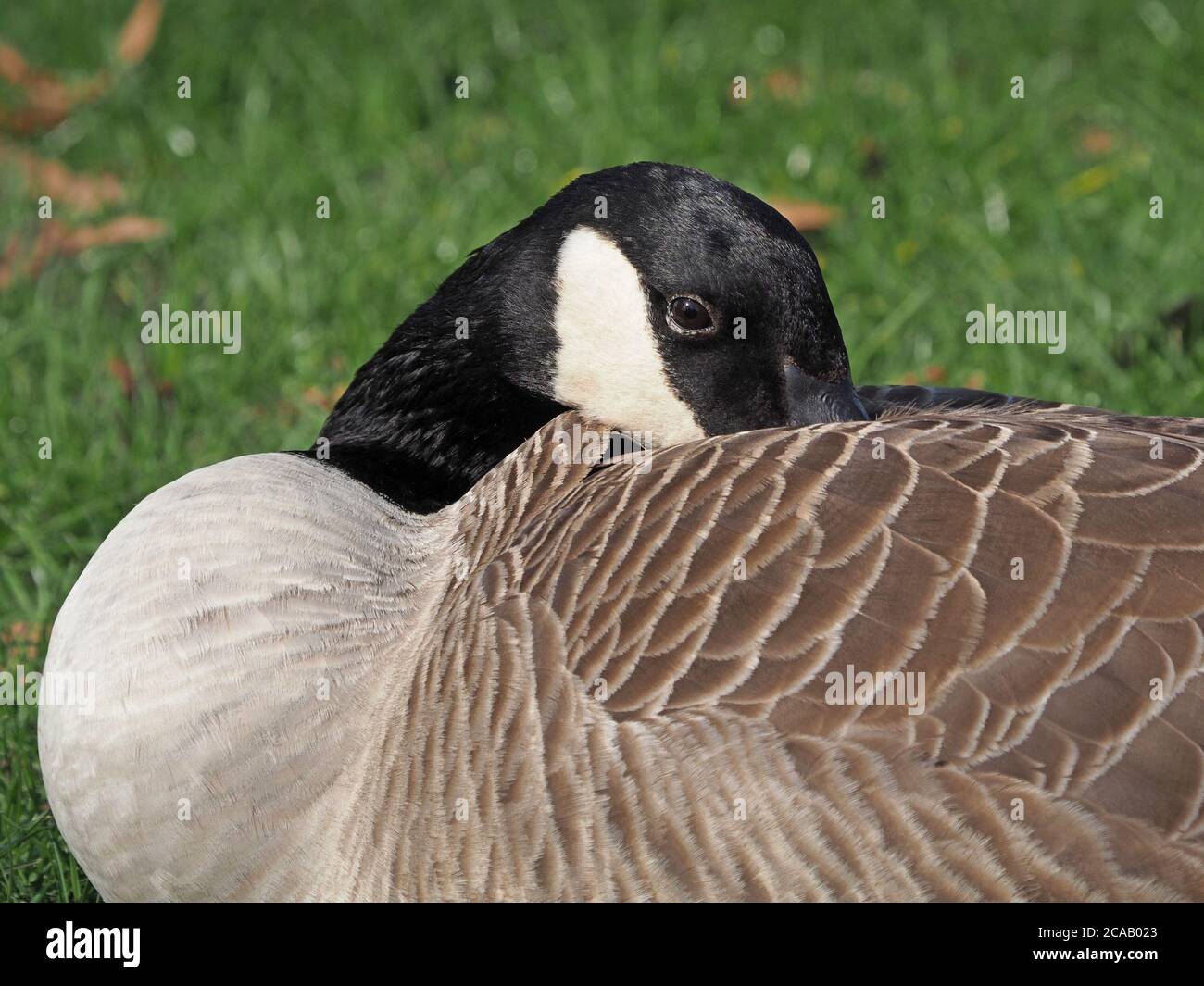 Canada Goose (Branta canadensis) resting in sunshine with head tucked ...