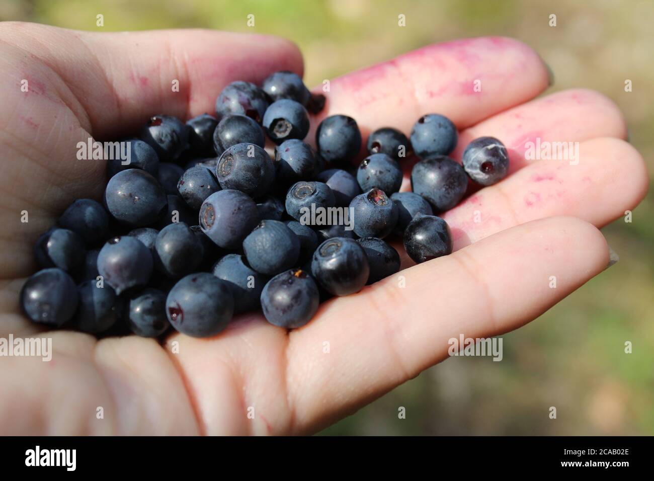 blue forest berries blueberries or blueberries in the hand in the palm ...