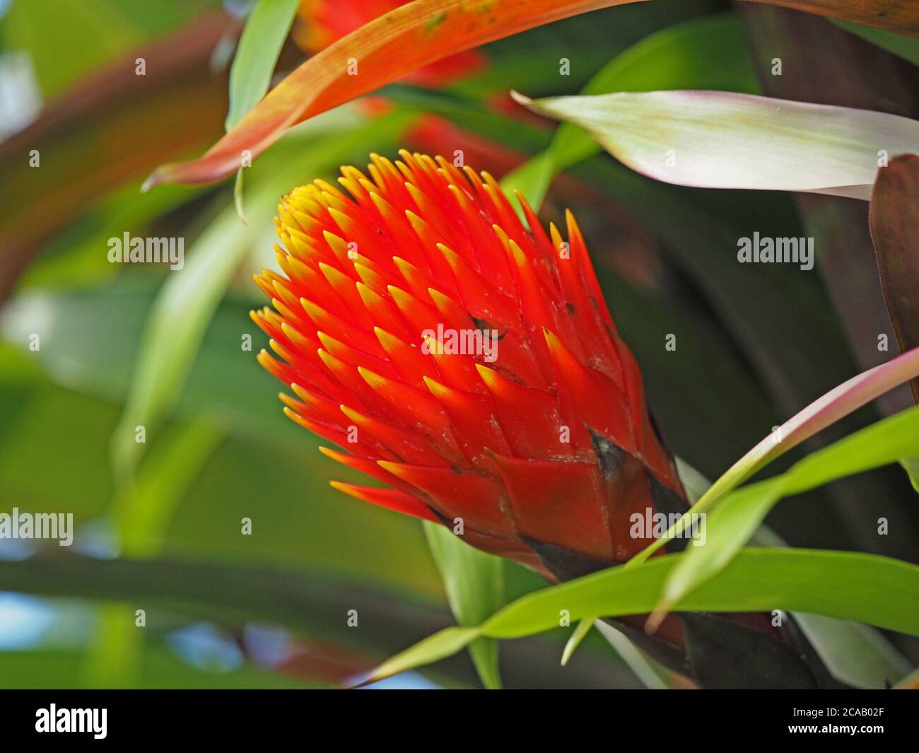 dazzling red and gold cone-shaped spike of vibrant flower of Bromeliad ...