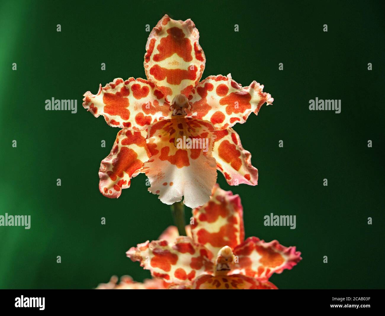 backlit exotic tropical orchid flowers with irregular brown spots on ...