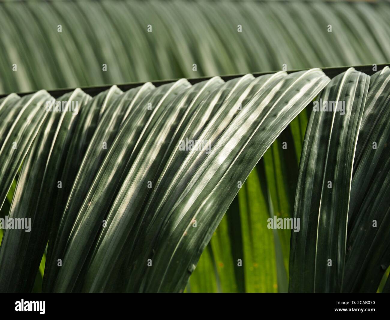 backlit translucent green palm leaves show through gap between glossy ...