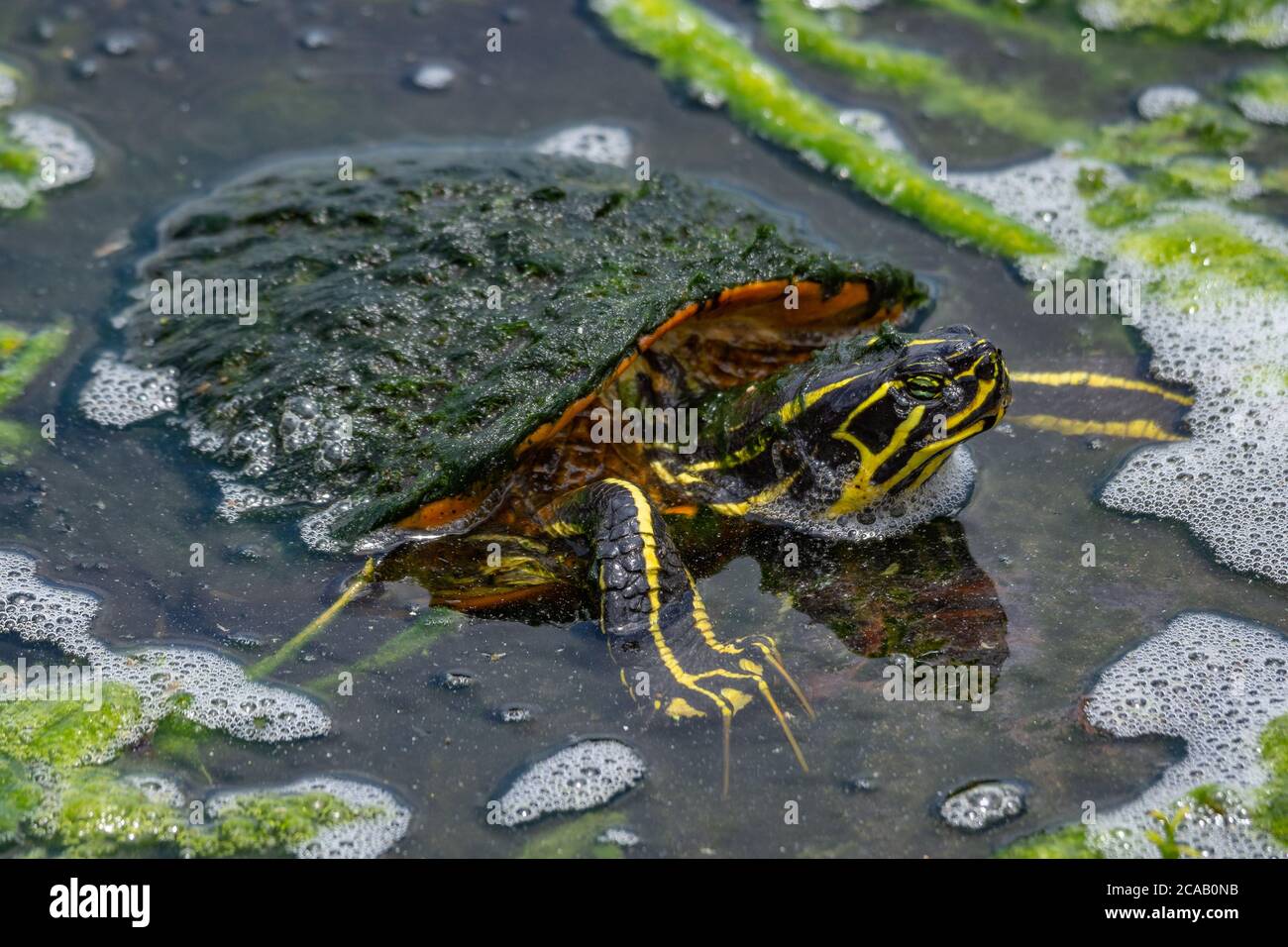 Turtle covered in algae hi-res stock photography and images - Alamy