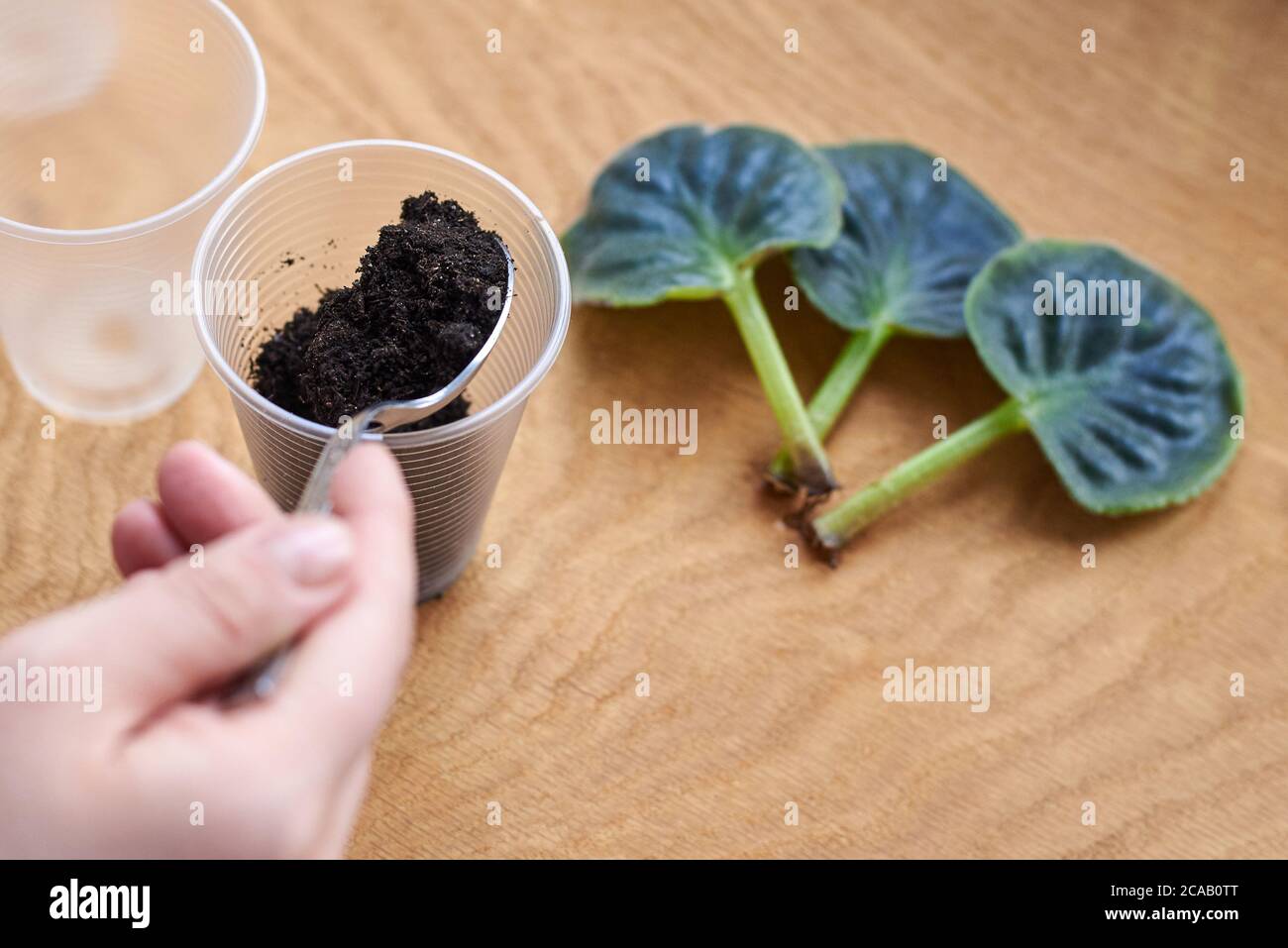 Preparing the land for planting a leaf of violets, breeding flowers at ...