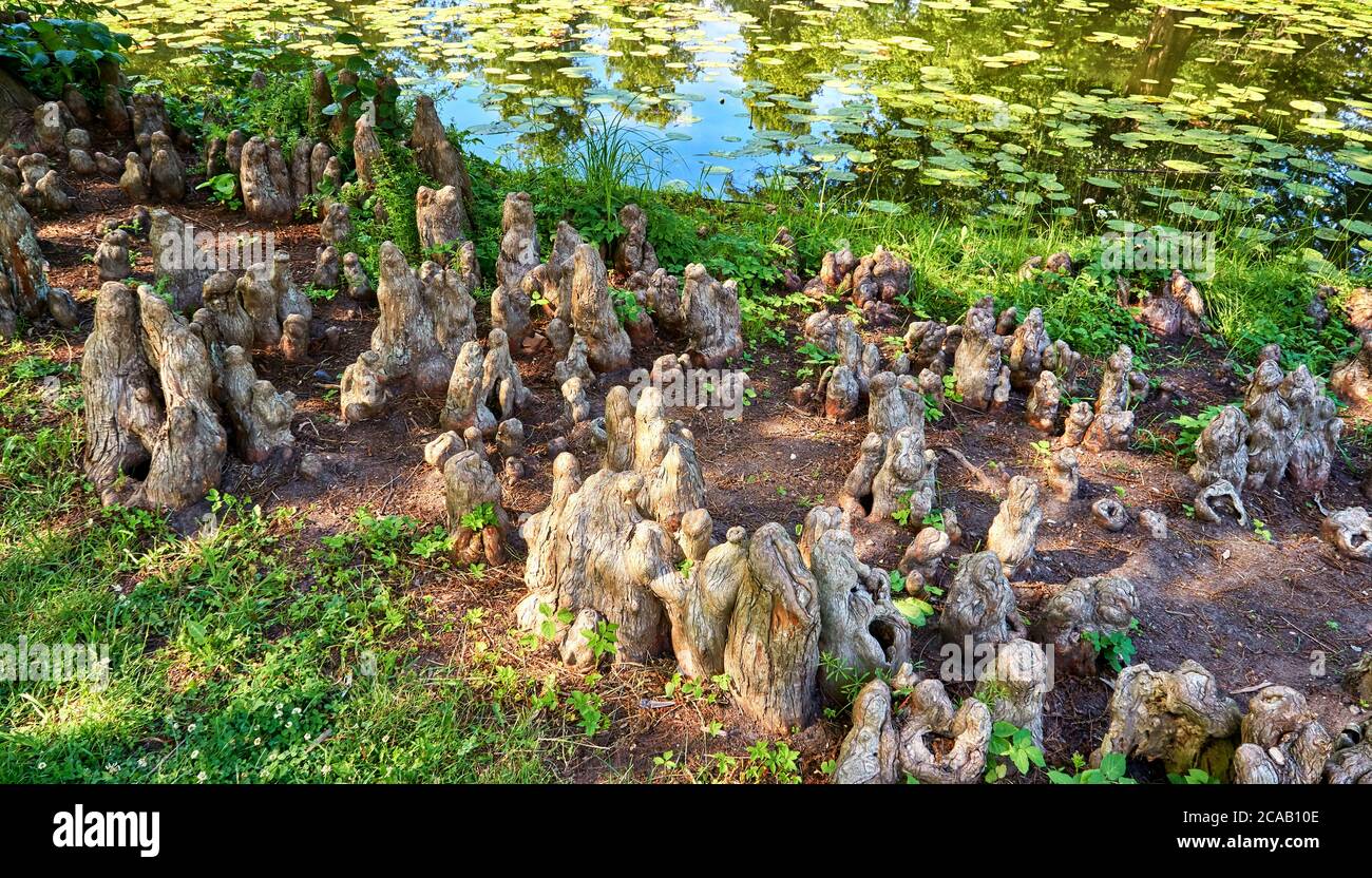 Swamp cypress grove hi-res stock photography and images - Alamy