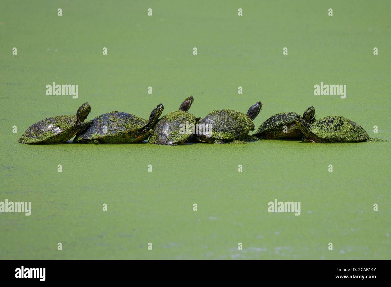 Turtle conservation florida hi-res stock photography and images - Alamy