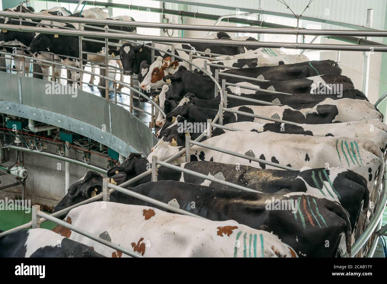 Cows on round rotary machine for milking in dairy farm. Industrial milk ...