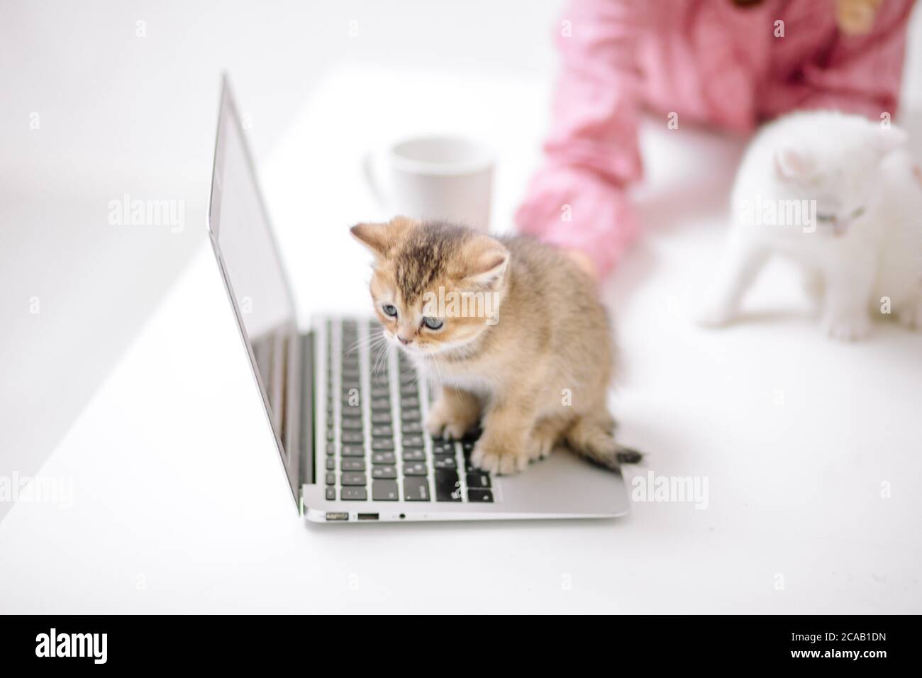 fluffy cute small kitten sitting on the laptop computer. loneliness ...