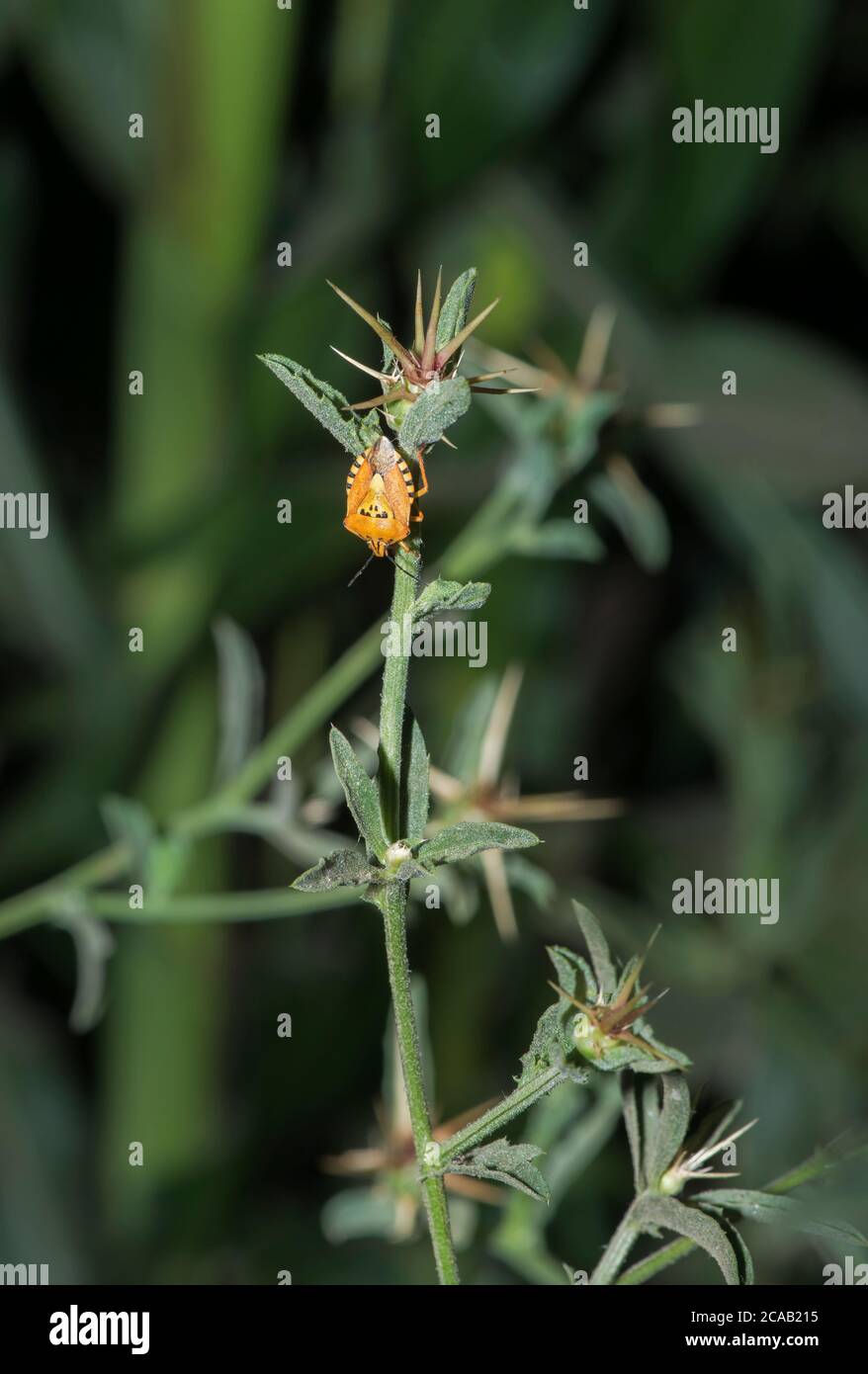 Aelia rostrata hi-res stock photography and images - Alamy