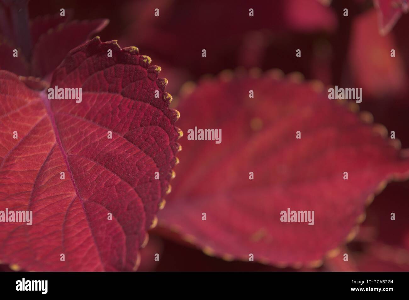 Redhead coleus hi-res stock photography and images - Alamy
