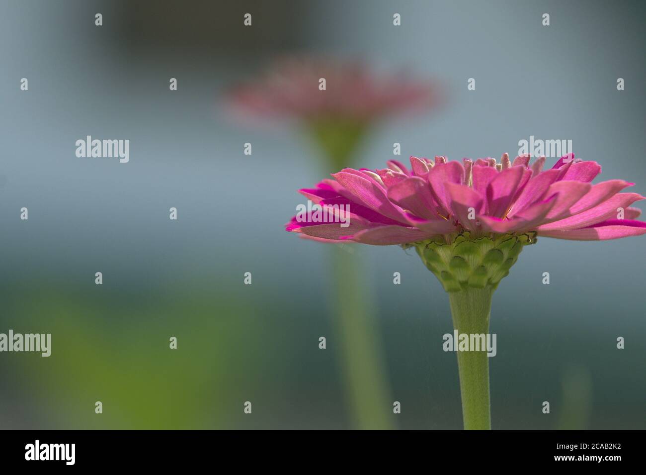Lavender Zinnia flower side view Stock Photo - Alamy