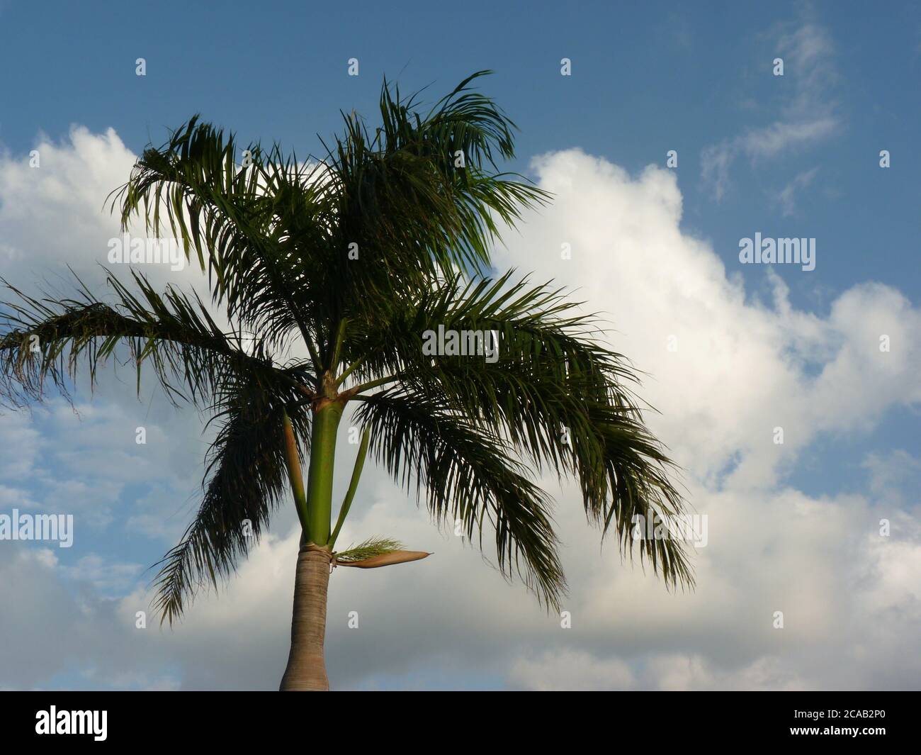 Giant palm tree gleaming under the blue cloudy sky Stock Photo - Alamy