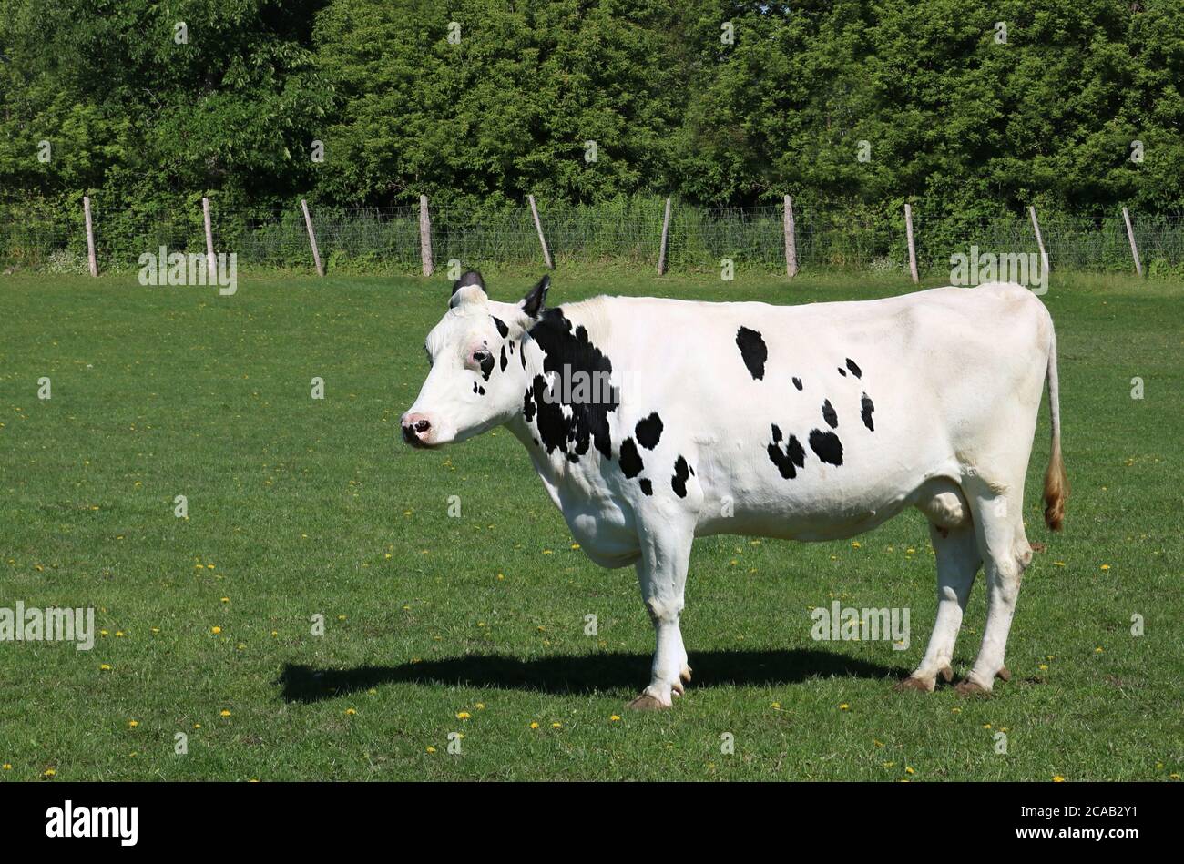 Holstein cow in the meadow during daytime Stock Photo - Alamy