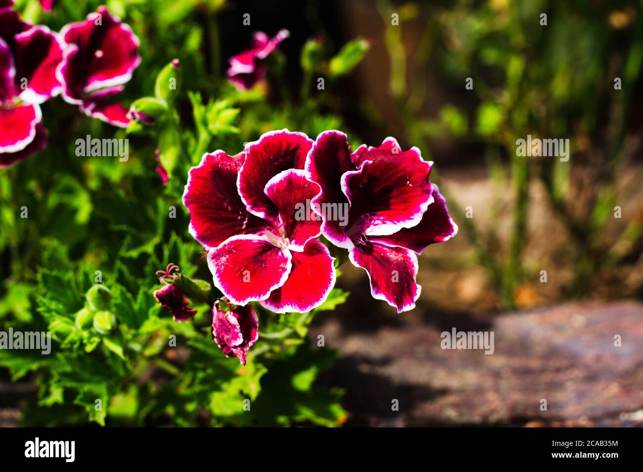 Regal geranium flower hi-res stock photography and images - Alamy