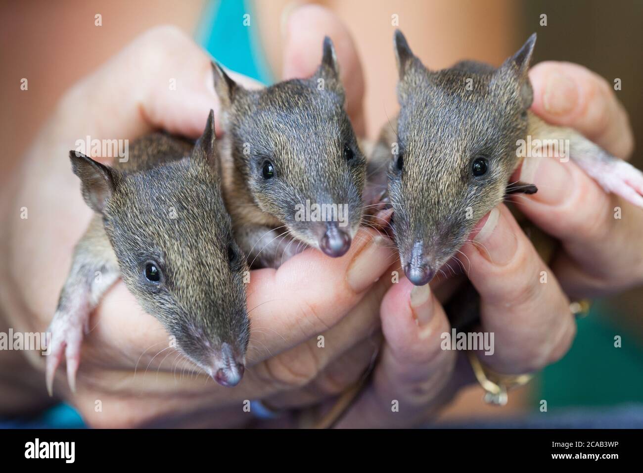 Pet Bandicoot
