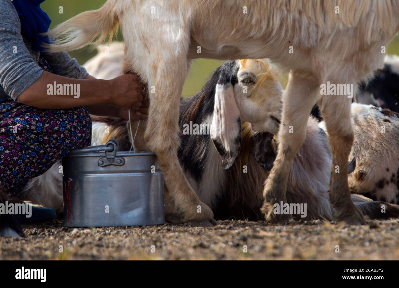 Milking woman hi-res stock photography and images - Alamy