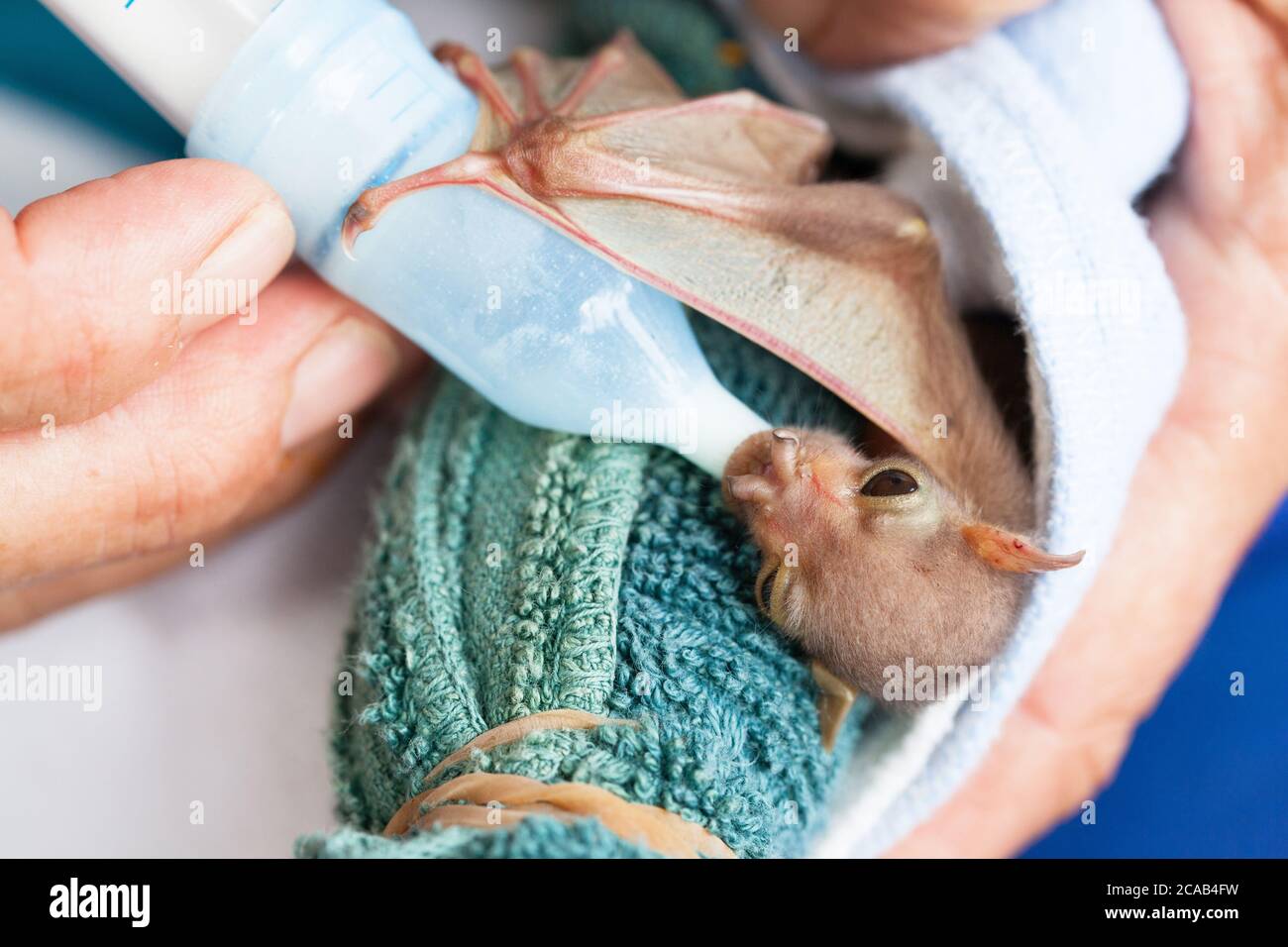 Orphaned baby Eastern Tube-nosed Bat (Nyctimene robinsoni). 7 days old ...