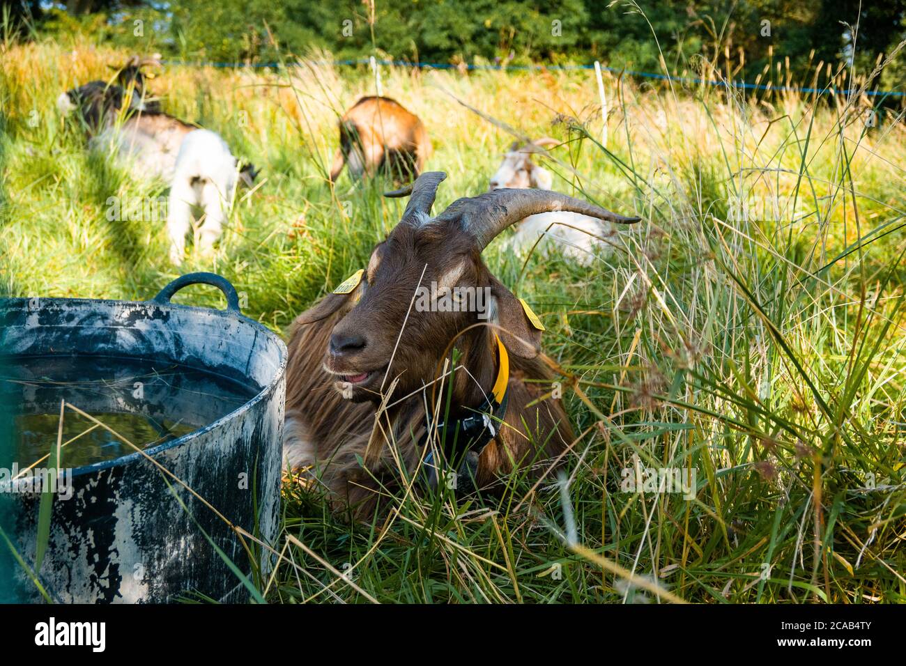 Longhorn goat hi-res stock photography and images - Alamy