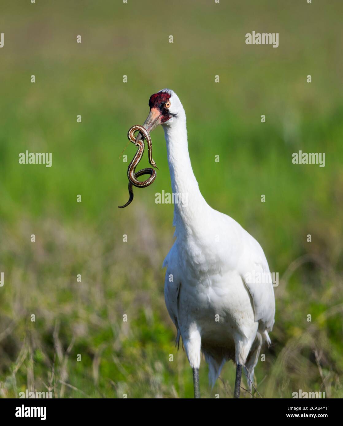 Whooping Crane with Snake Stock Photo - Alamy