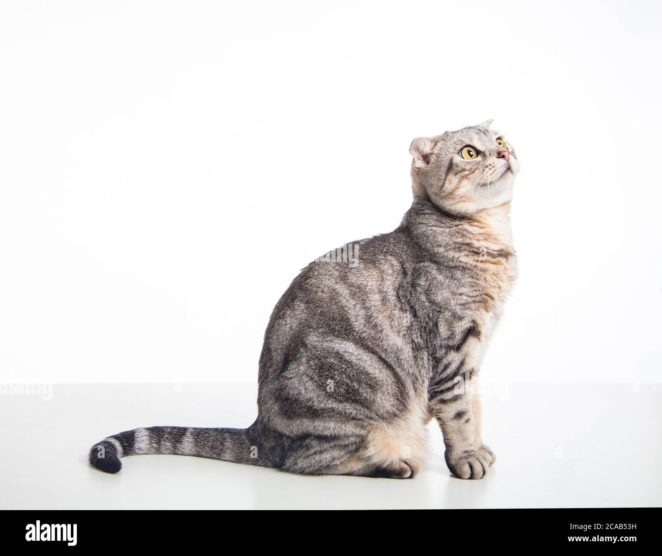 closeup american short hair cat Stock Photo - Alamy