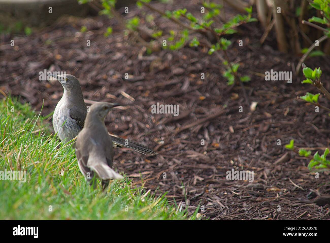 Northern mockingbird ground hi-res stock photography and images - Alamy