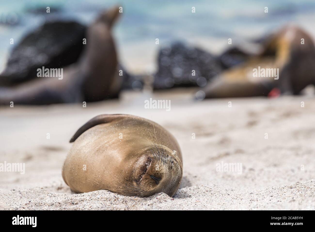 Lion cub lying in sand hi-res stock photography and images - Alamy