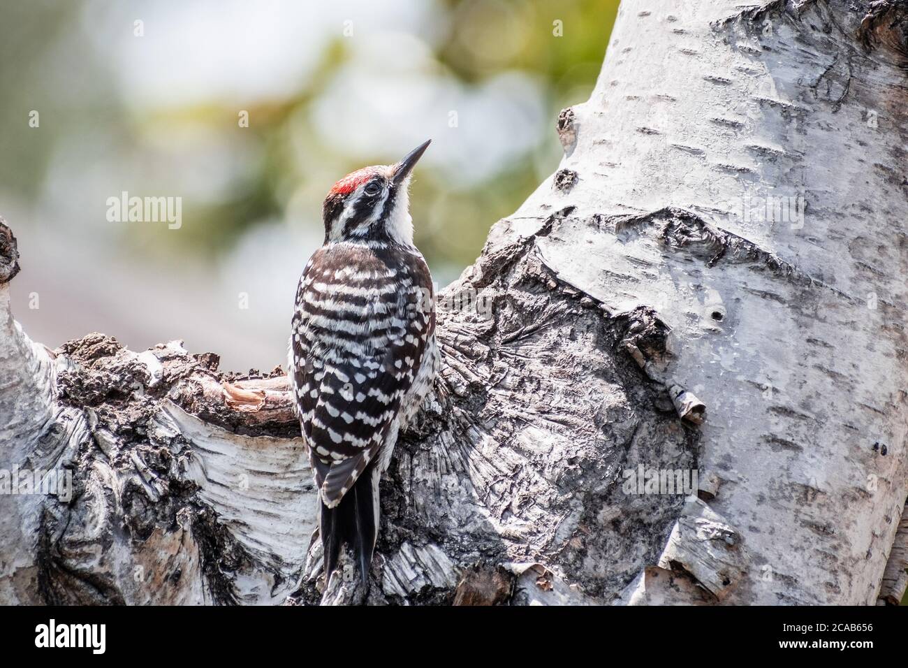 Foraging for insects hi-res stock photography and images - Alamy