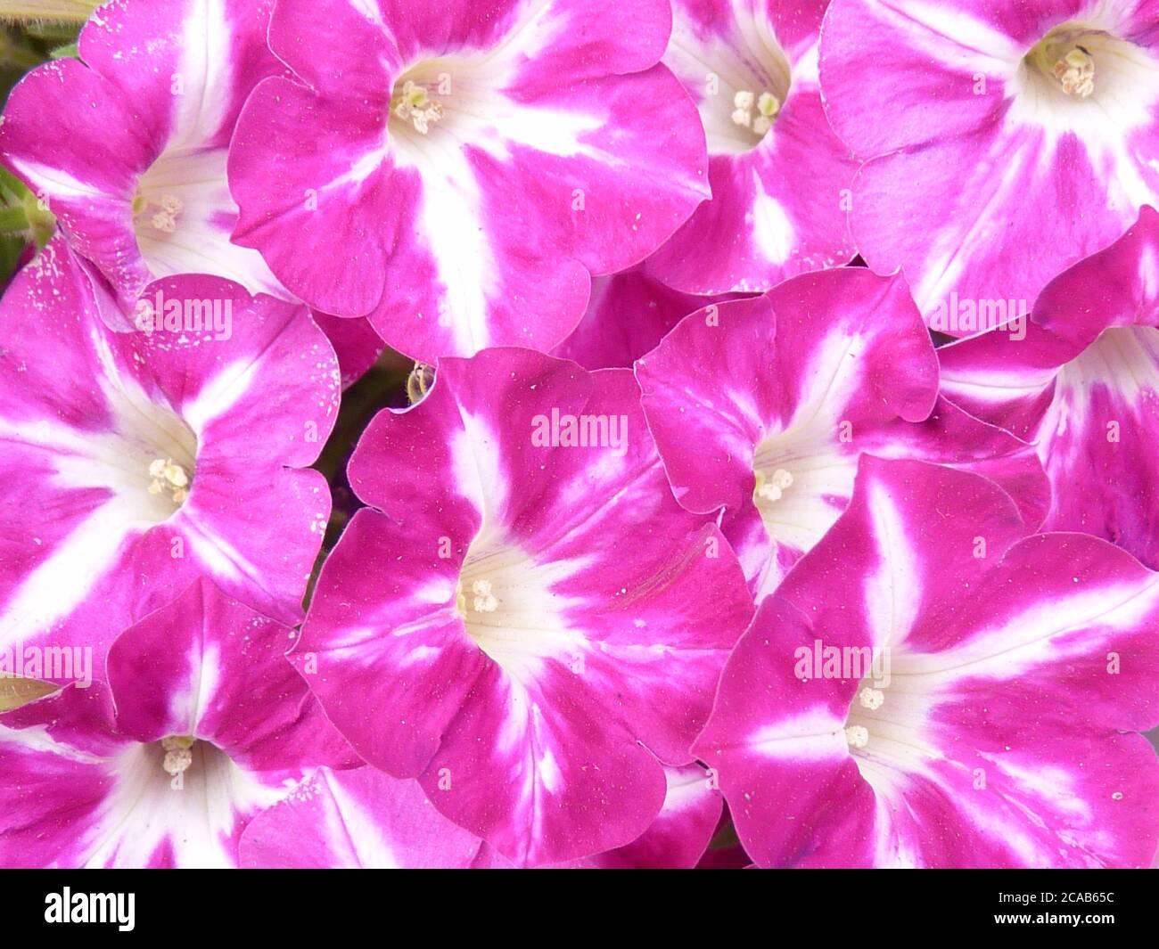 Moonflowers hi-res stock photography and images - Alamy