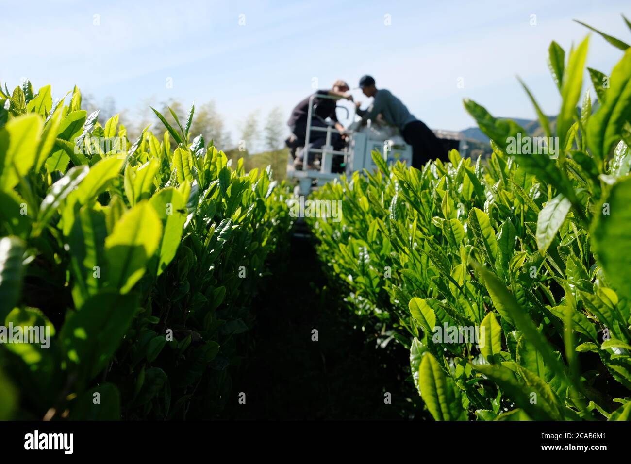 Major Agriculture In Japan
