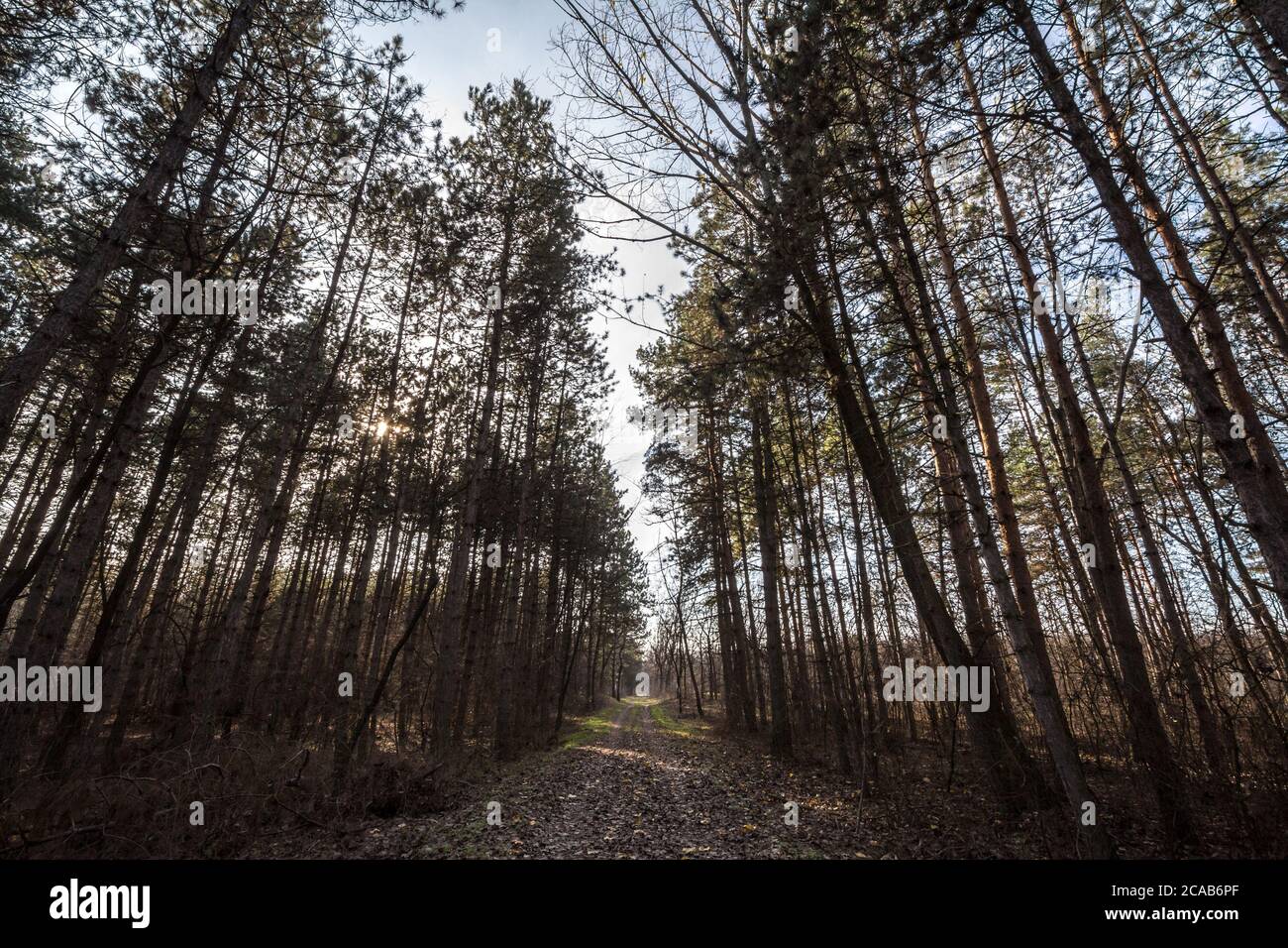 Forest path, surrounded by broad leaved trees in their yellow fall ...