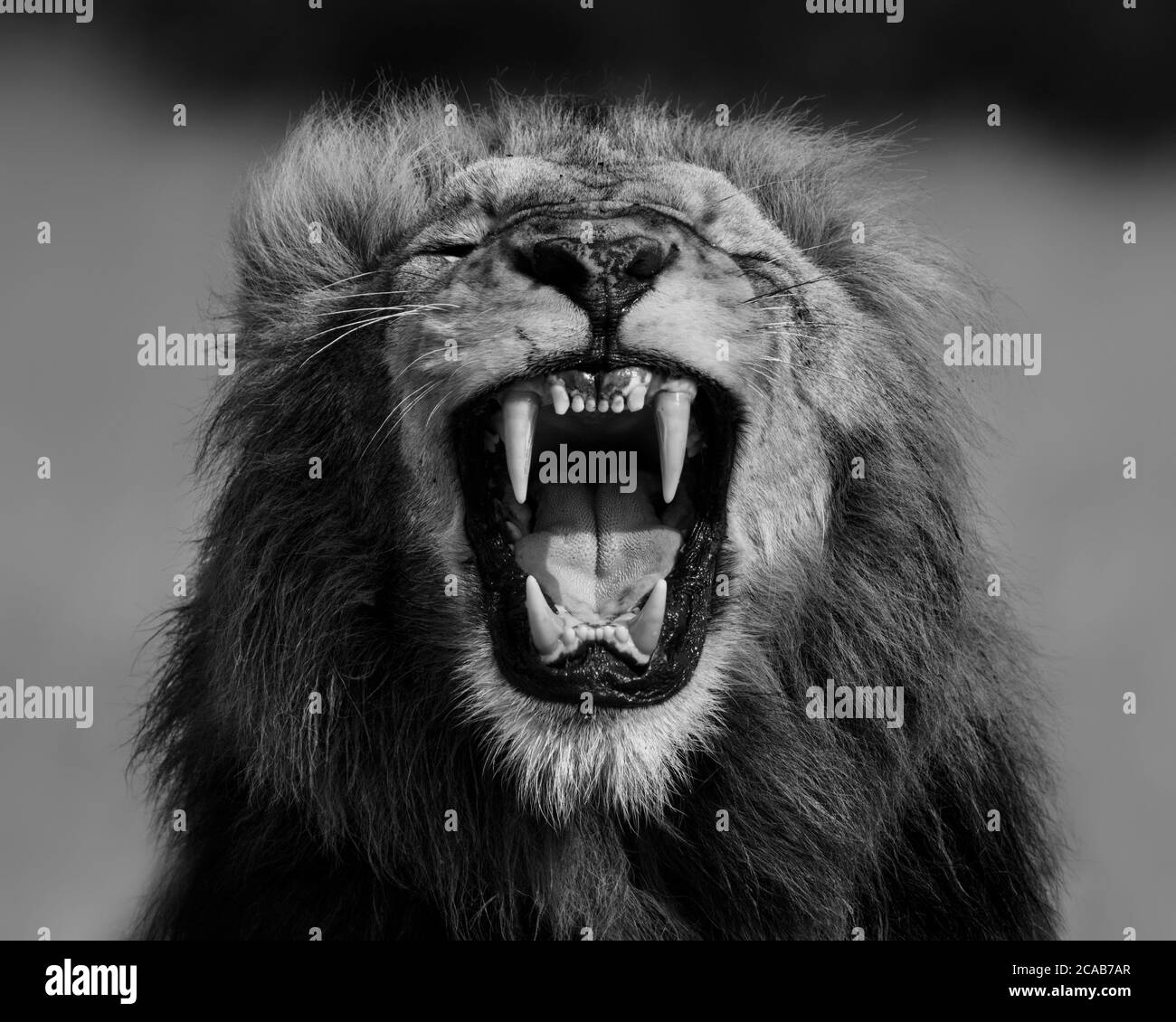 Big beautiful african lion Black and White Stock Photos & Images - Alamy