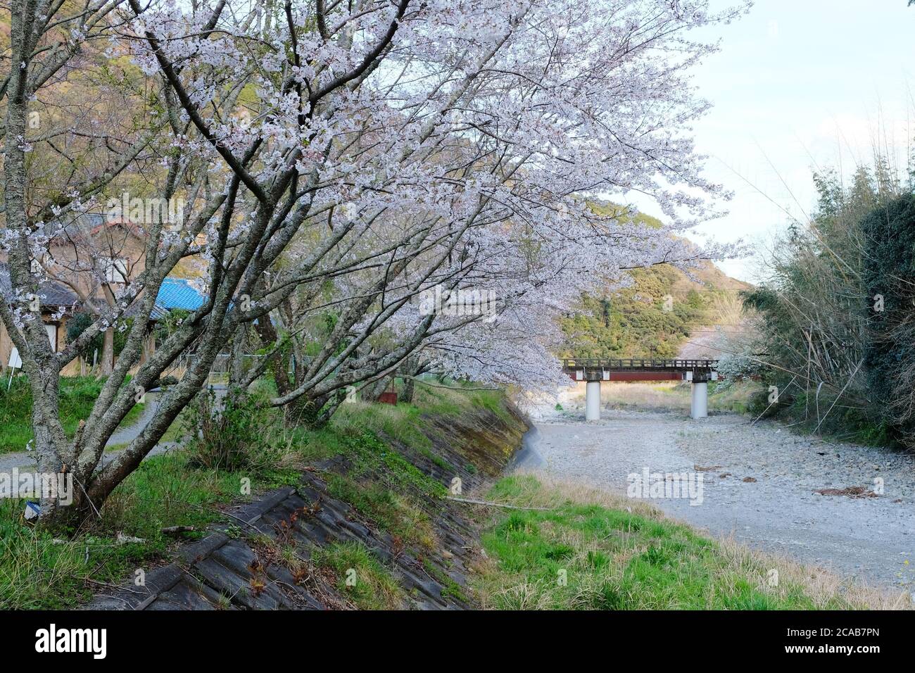 Beautiful cherry blossom at SHizuoka village, Japan. In Japan, the ...