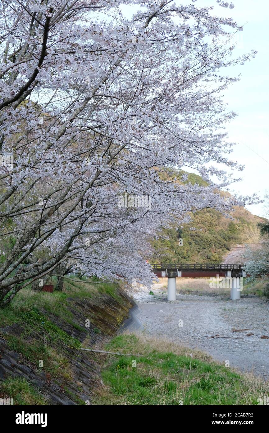 Beautiful cherry blossom at SHizuoka village, Japan. In Japan, the ...
