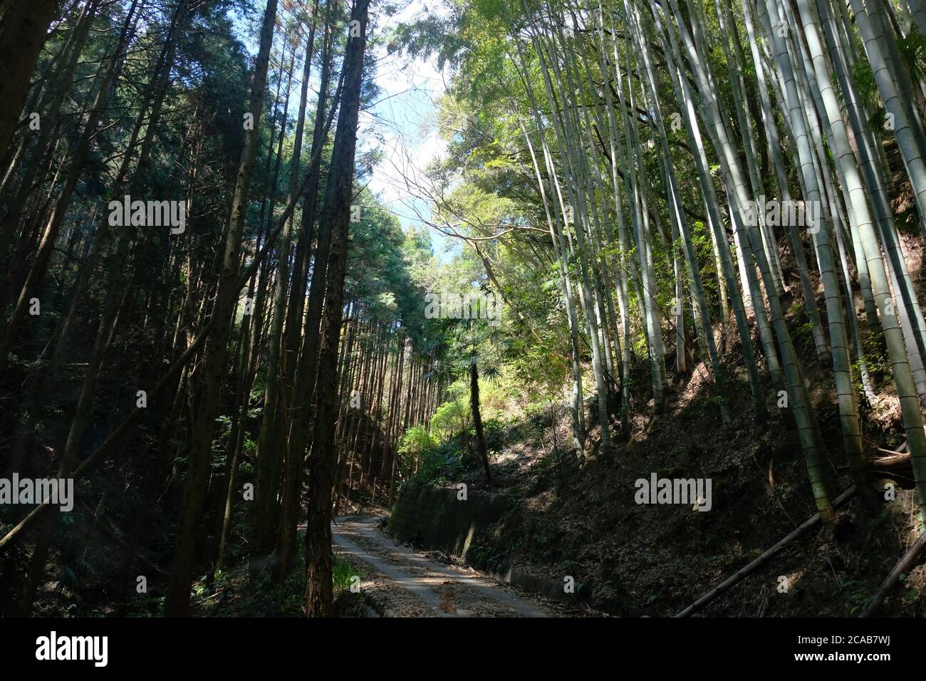 Bamboo path at Fujieda, Japan Stock Photo - Alamy