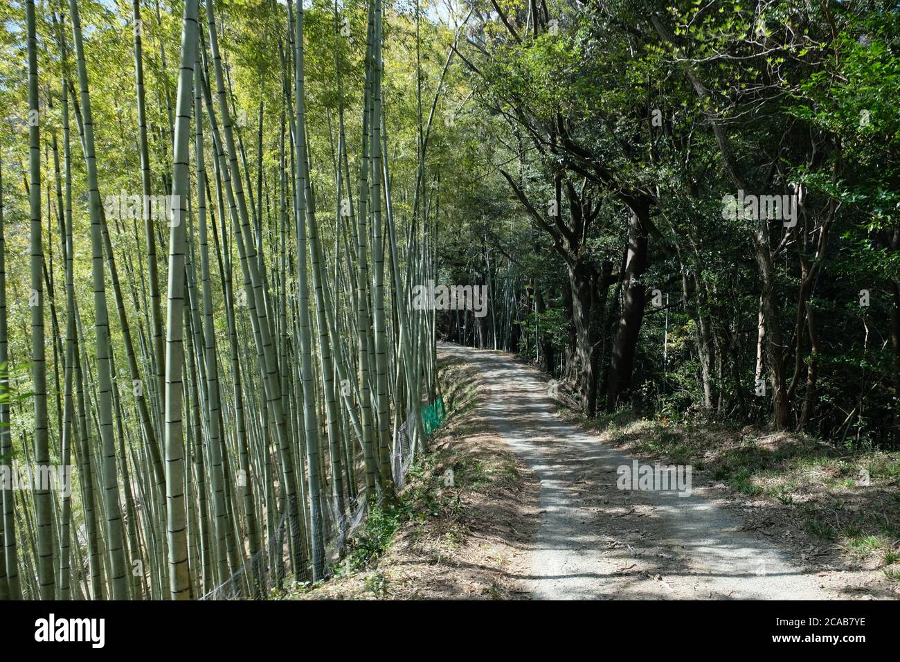 Bamboo path at Fujieda, Japan Stock Photo - Alamy