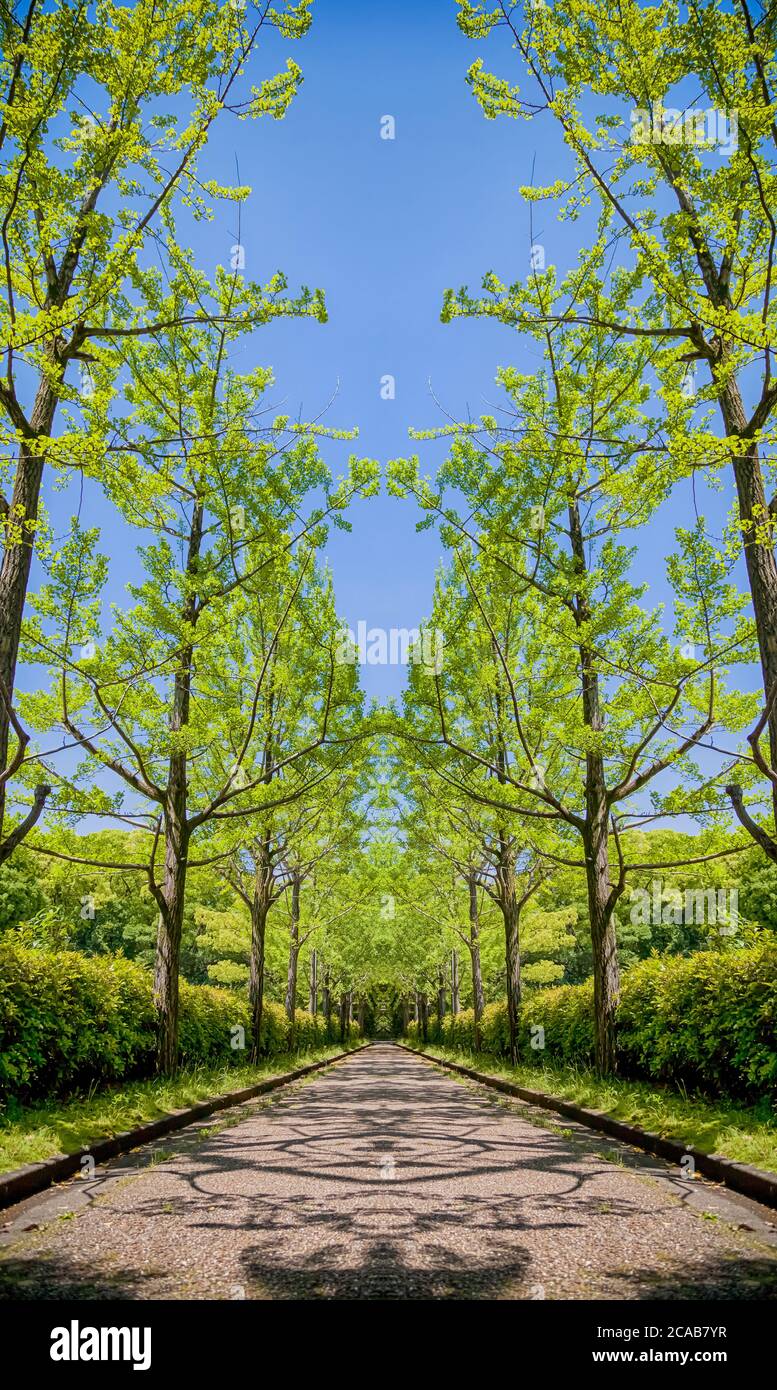 Roadside green ginkgo tree in Japan Stock Photo - Alamy