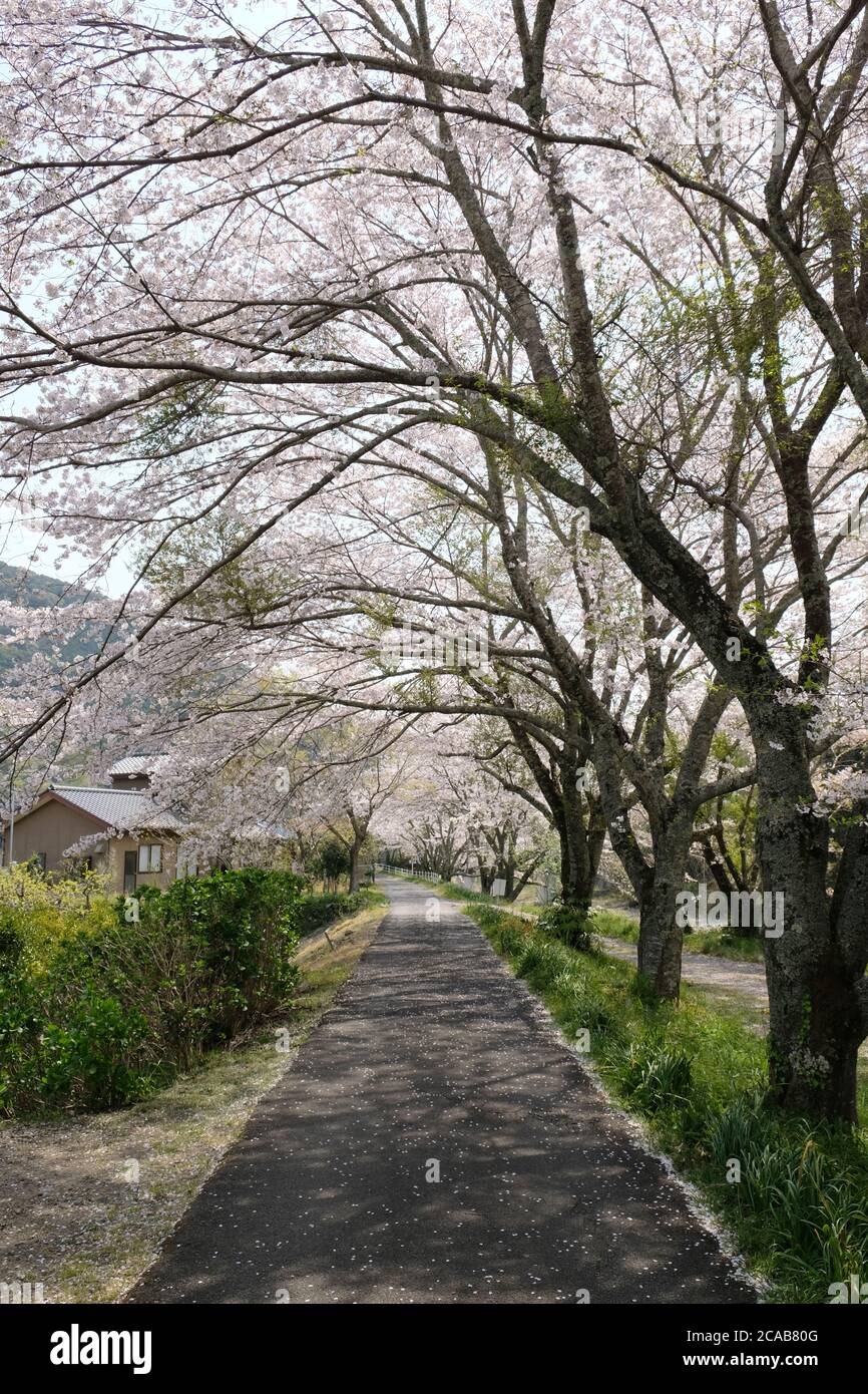 Beautiful cherry blossom at SHizuoka village, Japan. In Japan, the ...