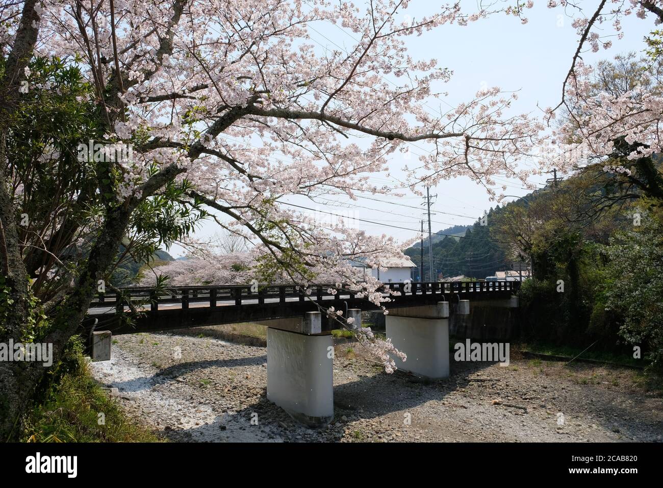 Beautiful cherry blossom at SHizuoka village, Japan. In Japan, the ...