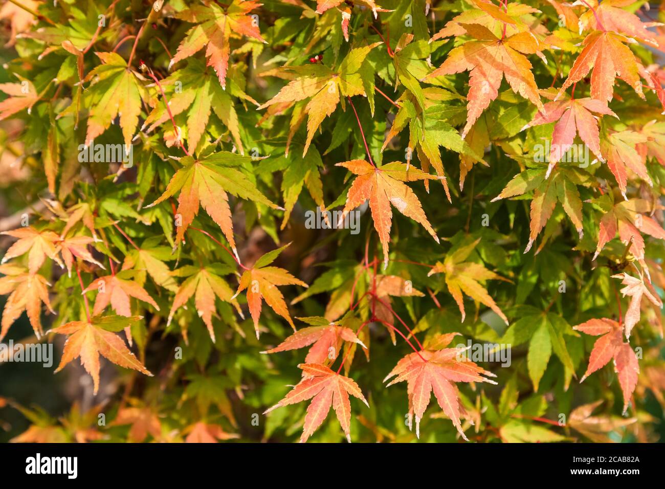 three maple leaves have changed color in fall Stock Photo - Alamy