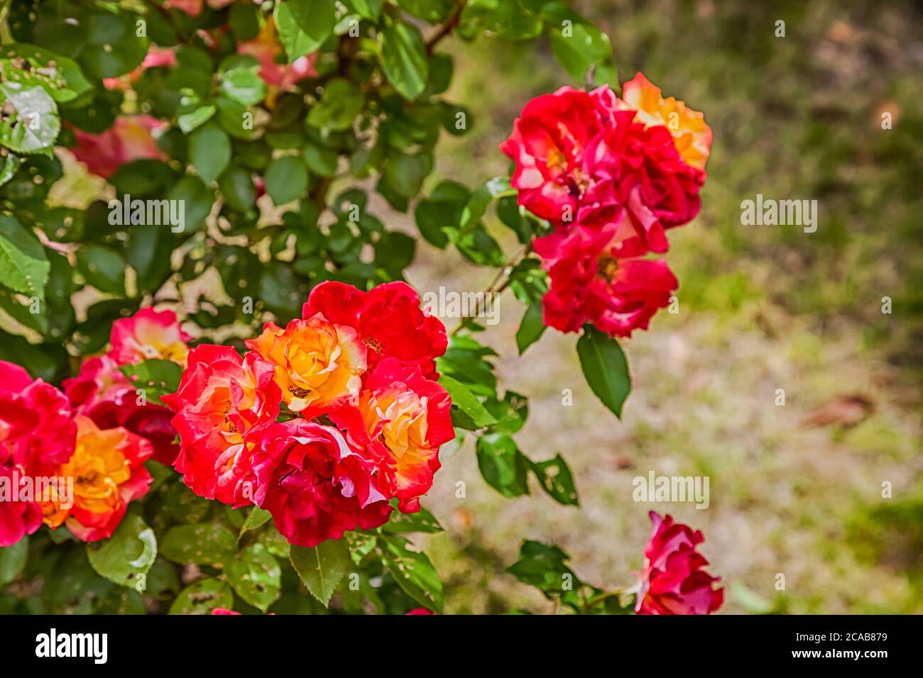 Beautiful red roses in a garden Stock Photo - Alamy