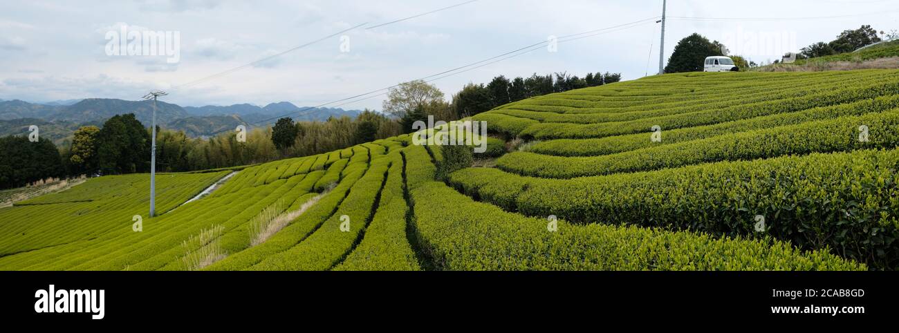 Beautiful tea field at Setoya village, Shizuoka prefecture, Japan. The ...