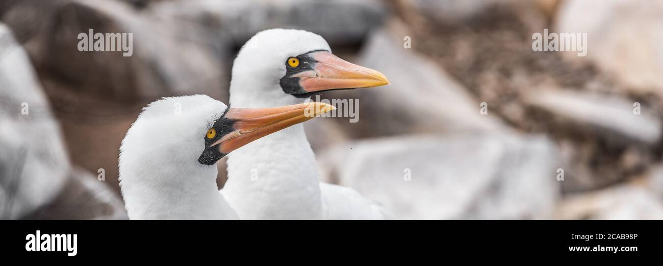 Galapagos animals and wildlife - Nazca Booby. Panoramic banner of pair ...