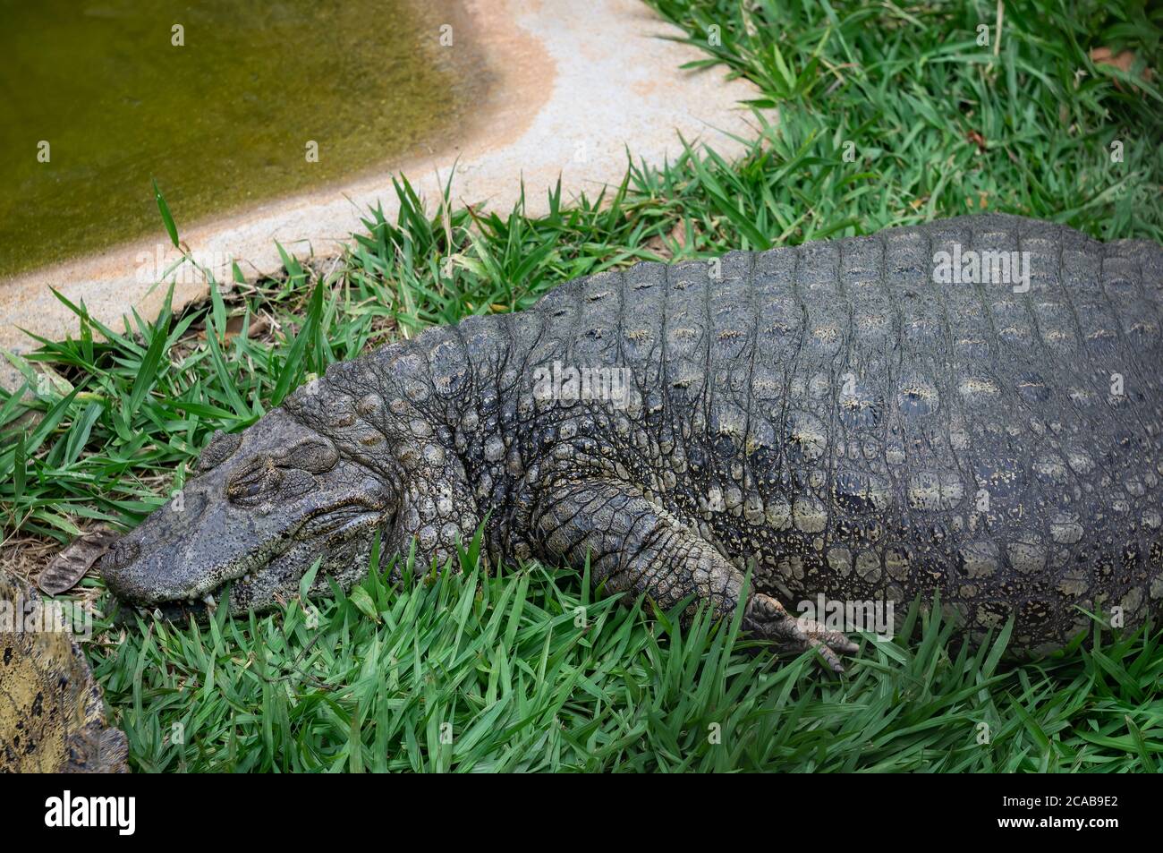 A Broad-snouted caiman (Caiman latirostris - crocodilian reptile of ...