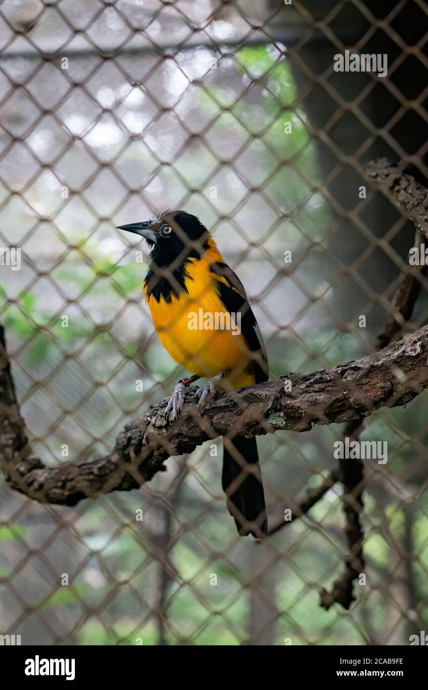 A Campo troupial (Icterus jamacaii - species of bird in the family ...